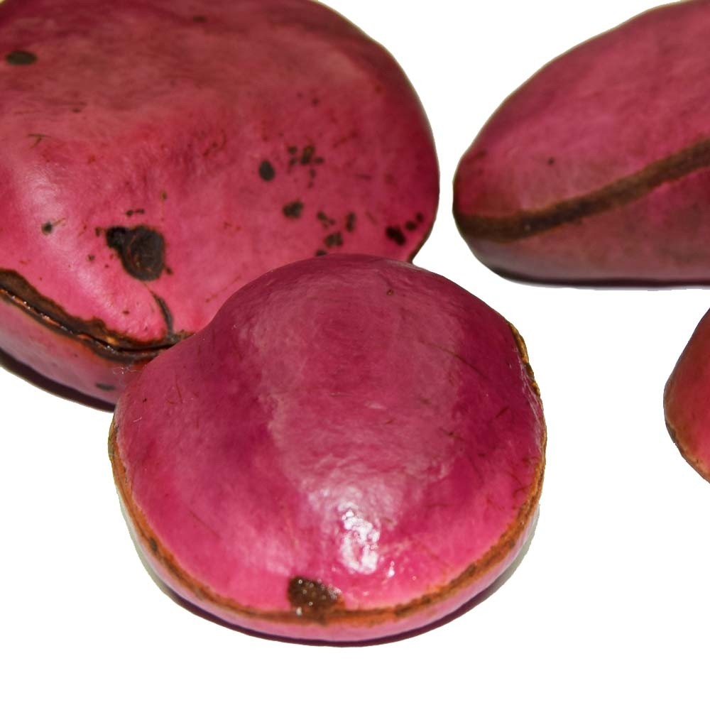 Obi Nacional 2 Gomos Roxo - 1 Unidade - Obi Nacional e Importado | A ...