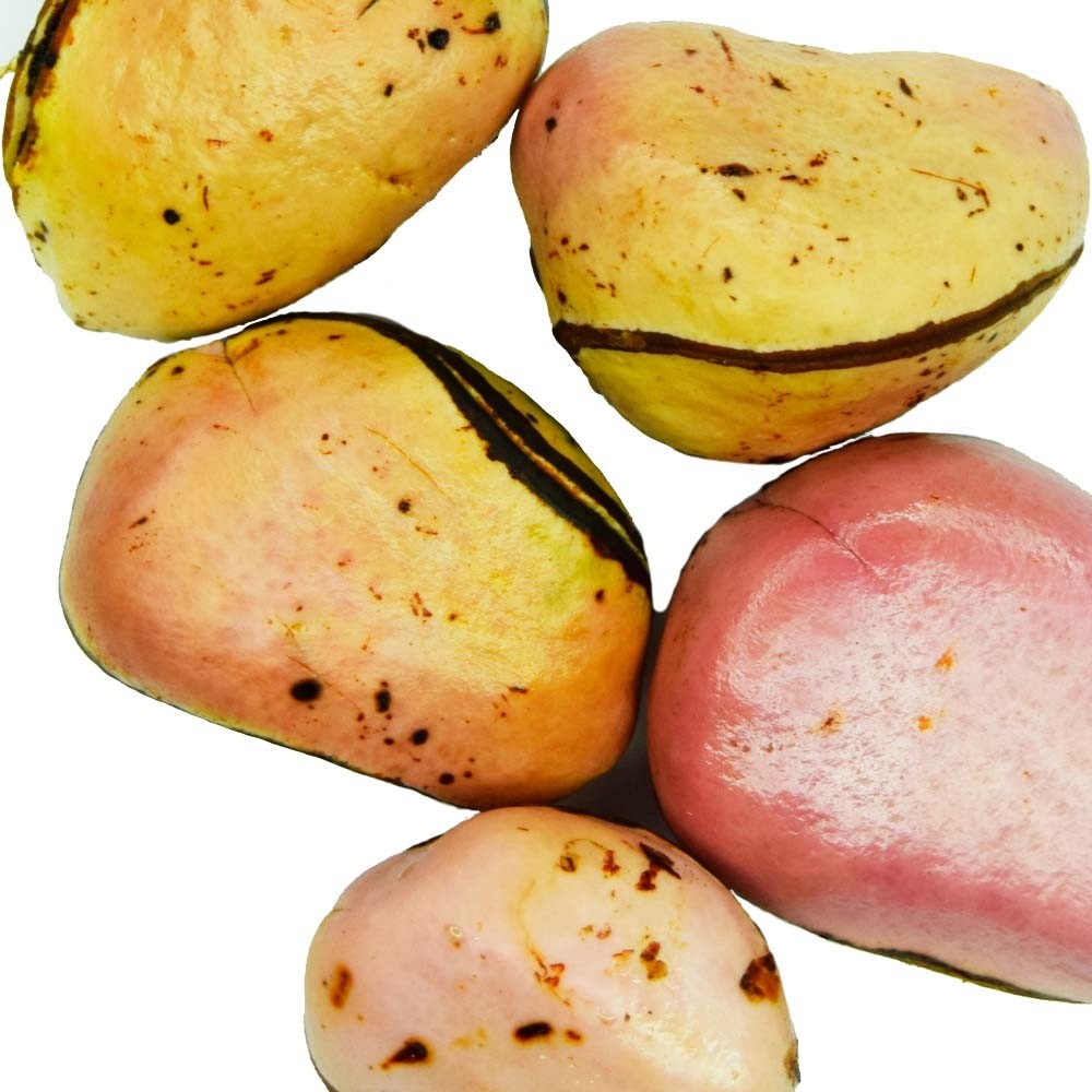 Obi Nacional 2 Gomos Rosa - 1 Unidade | A maior Loja de Umbanda e ...