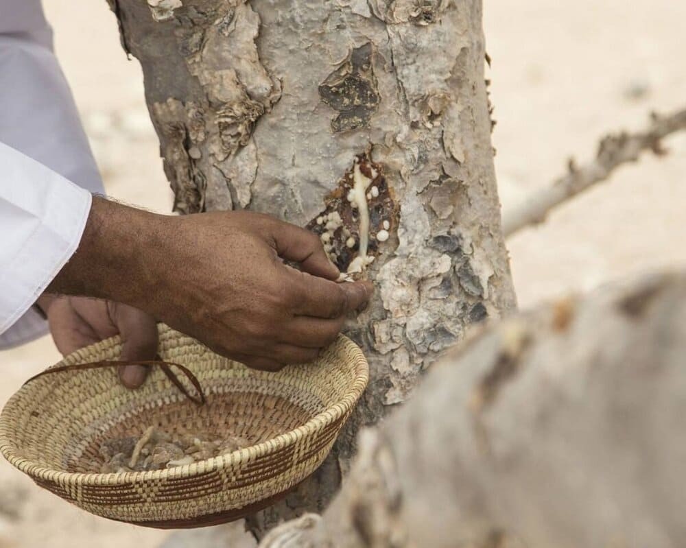 Incenso Litúrgico de Igreja Olíbano Frankincense Sudão Importado Padrão ...