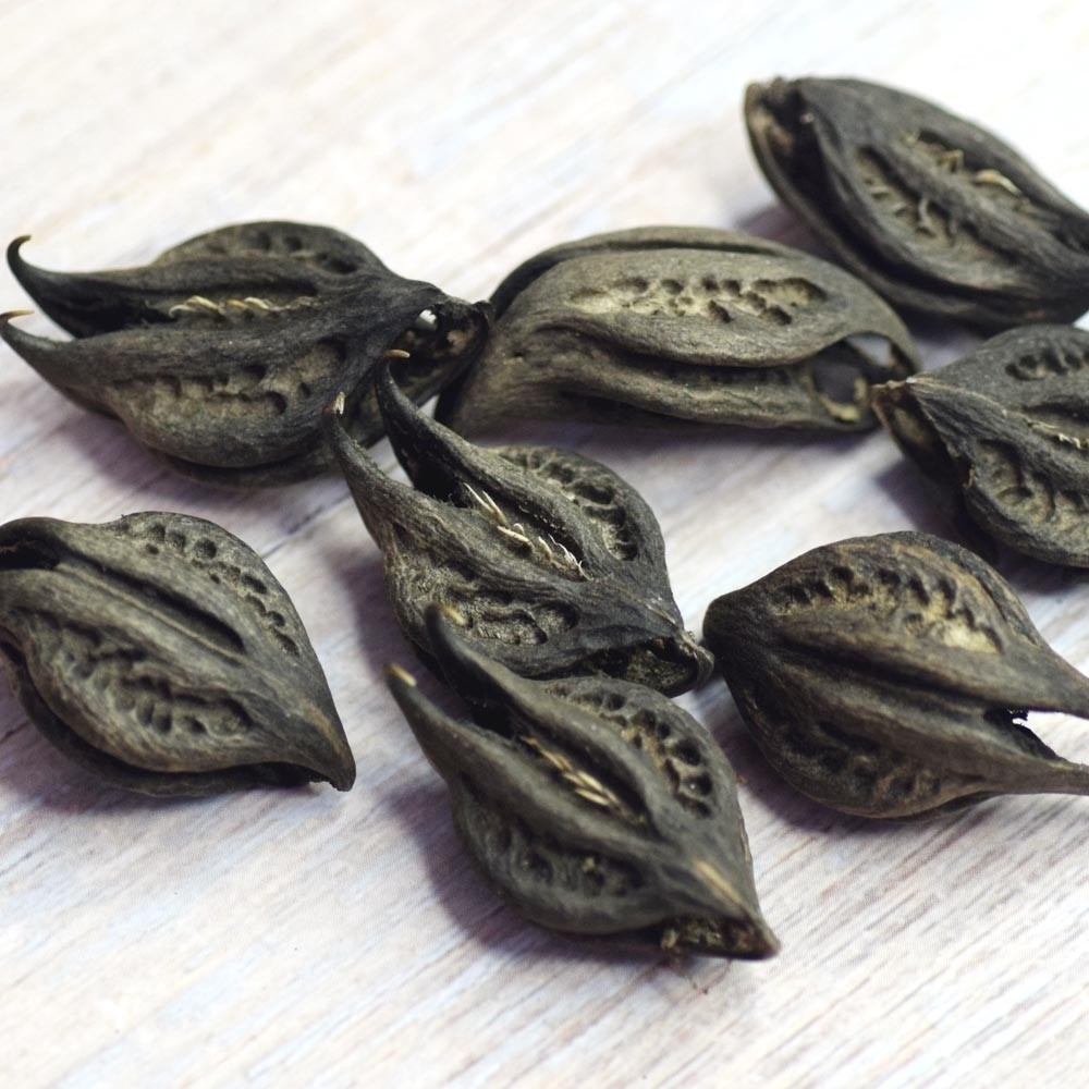 Fava Unha de Pombo Pomba Gira 1 Unidade - Favas & Sementes | A maior ...