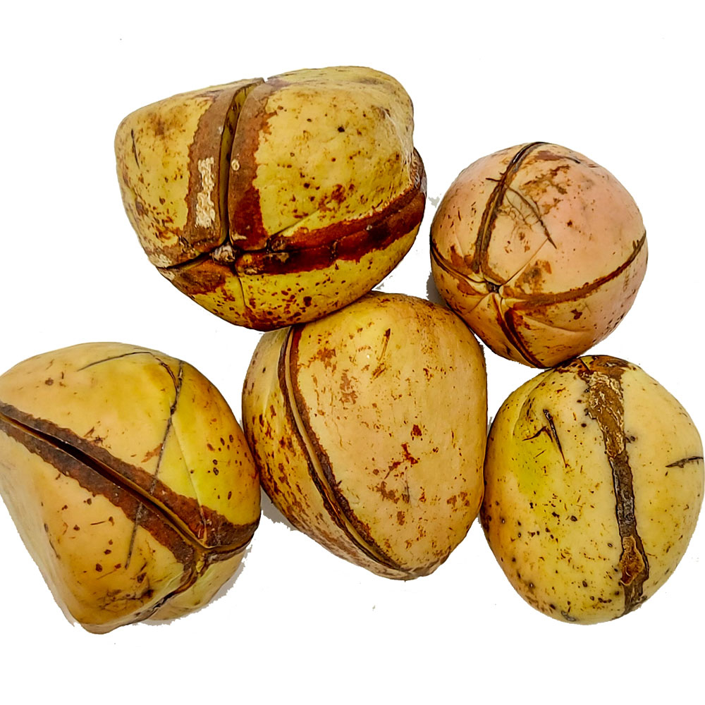 Obi Africano Legítimo 4 Gomos Branco 1 Unidade - Obi Nacional e ...